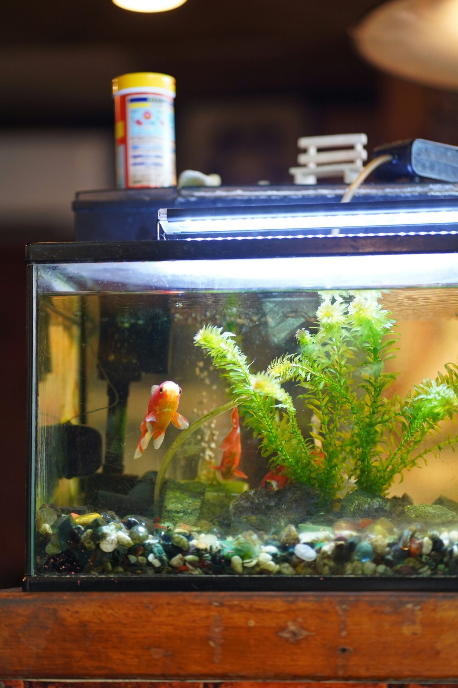 How to Maintain Your Fish Tank: A Step-by-Step Guide
